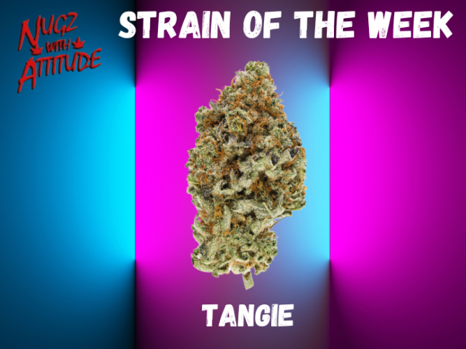 Featured Products | Nugz with Attitude